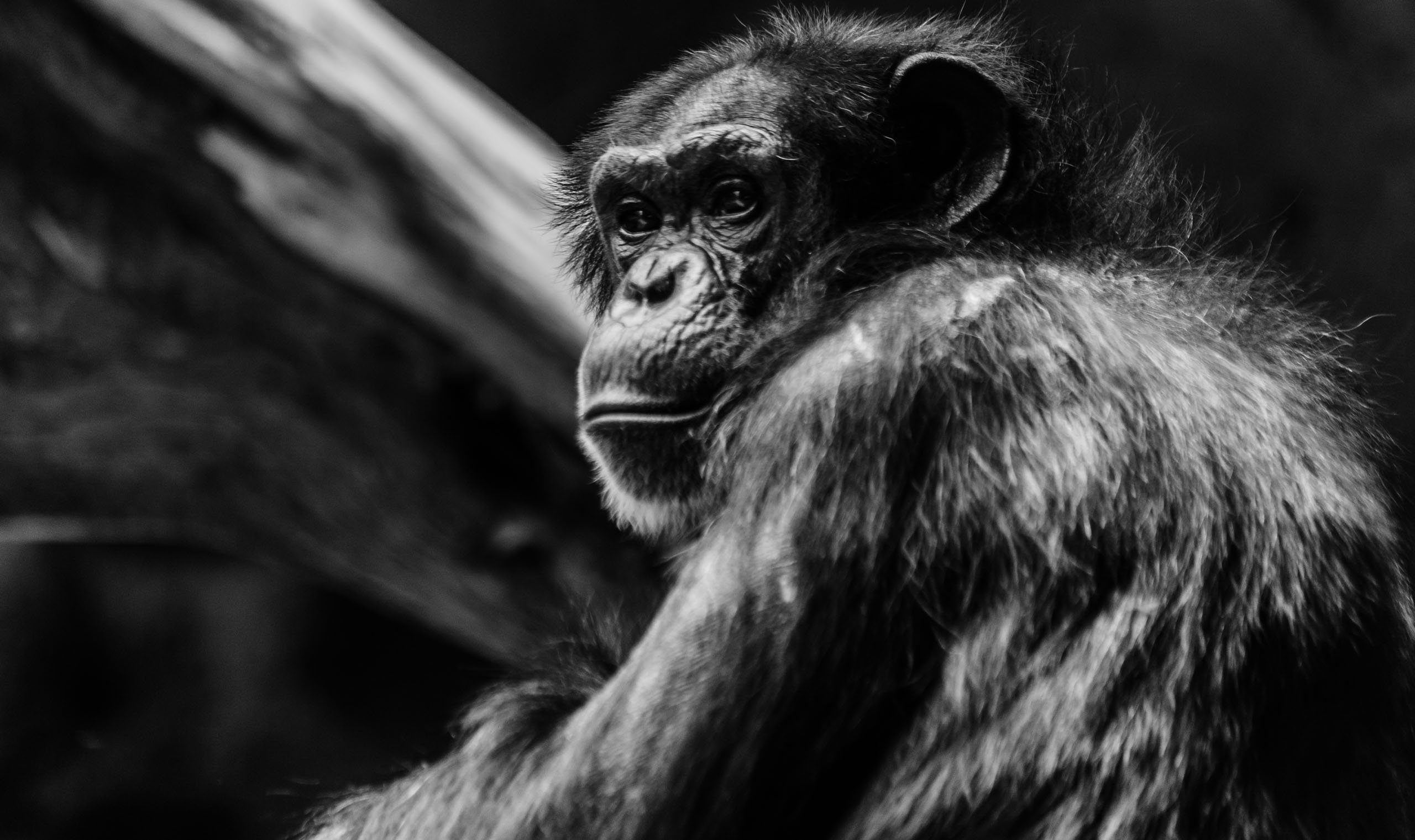 What is chimping? Is it good or bad? - Making Photos